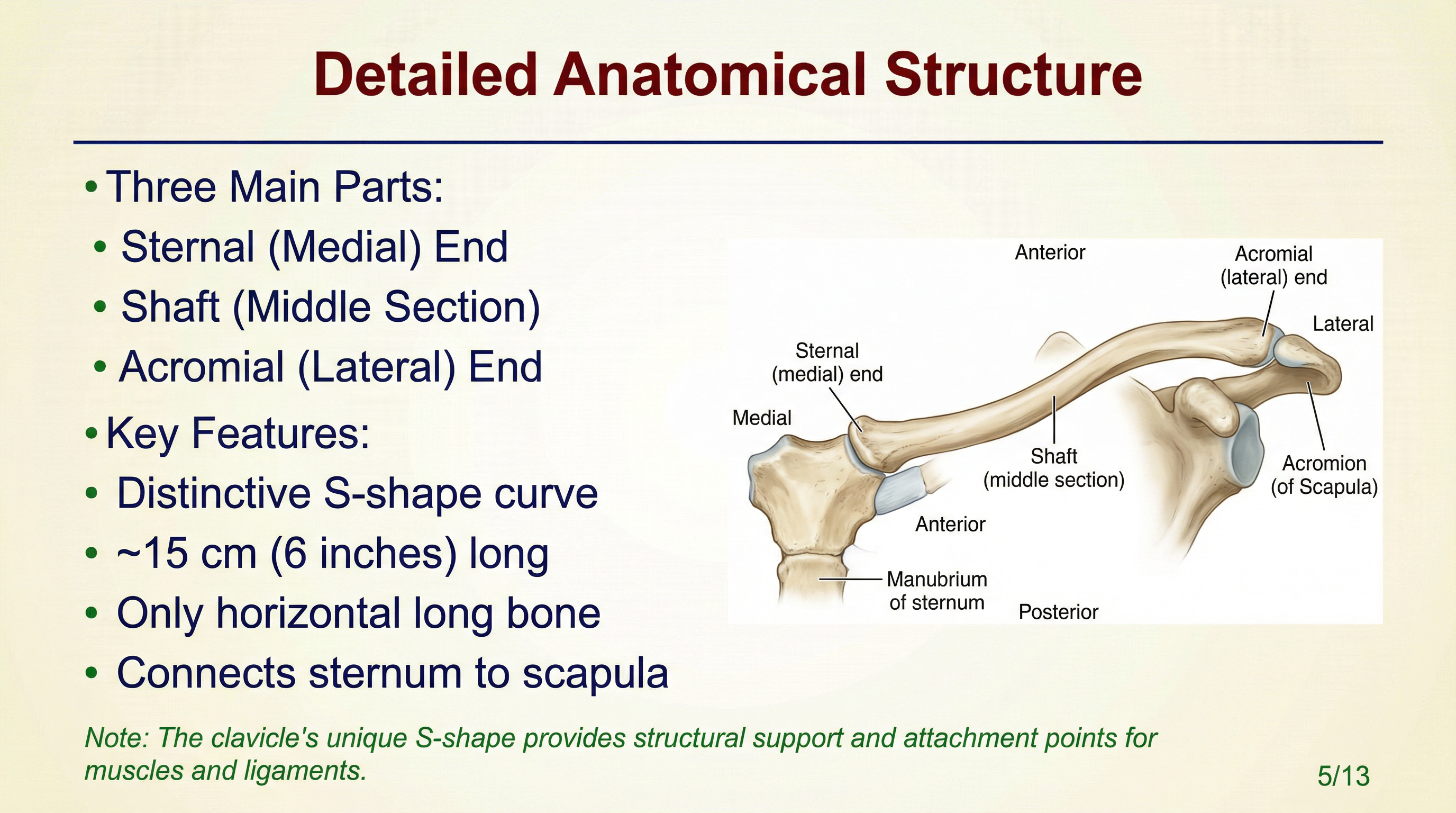 Clavicle Anatomy Standard