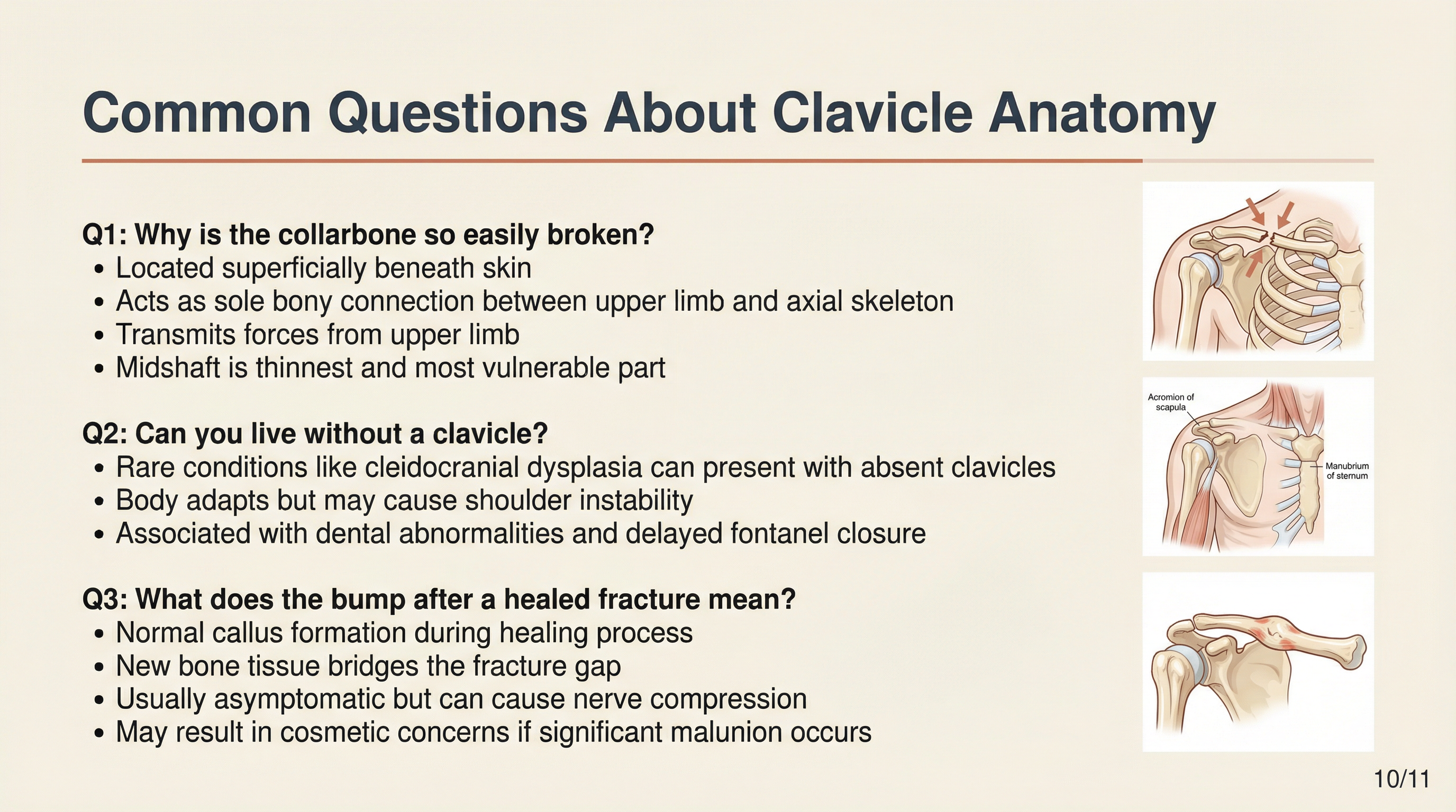 Clavicle Anatomy Ppt
