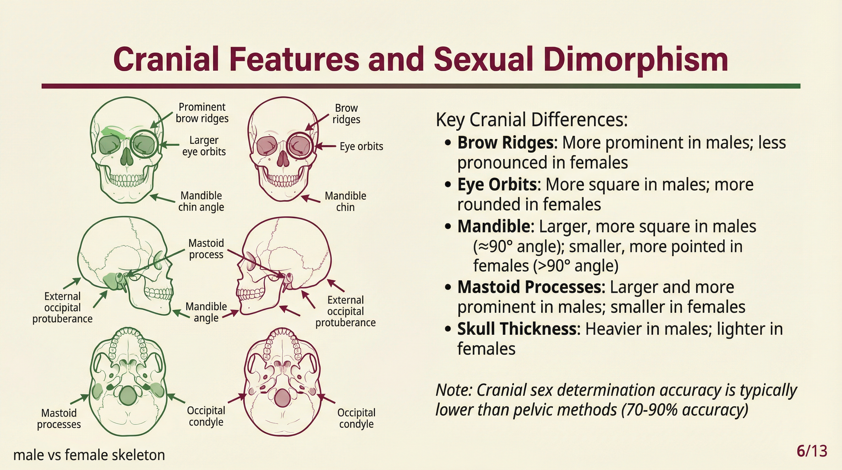 What's The Difference Between A Male And Female Skull