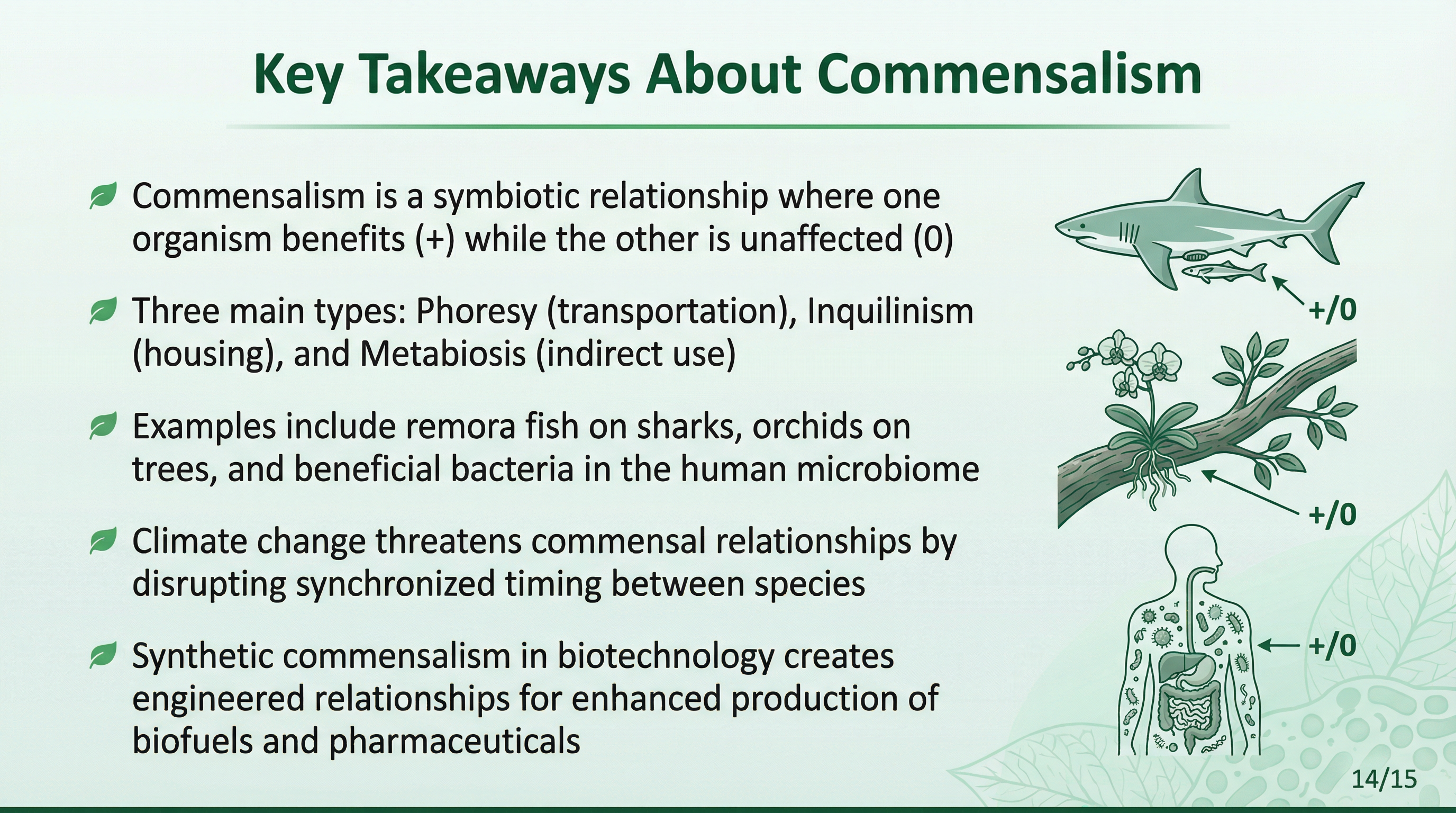 Examples Of Commensalism In Humans