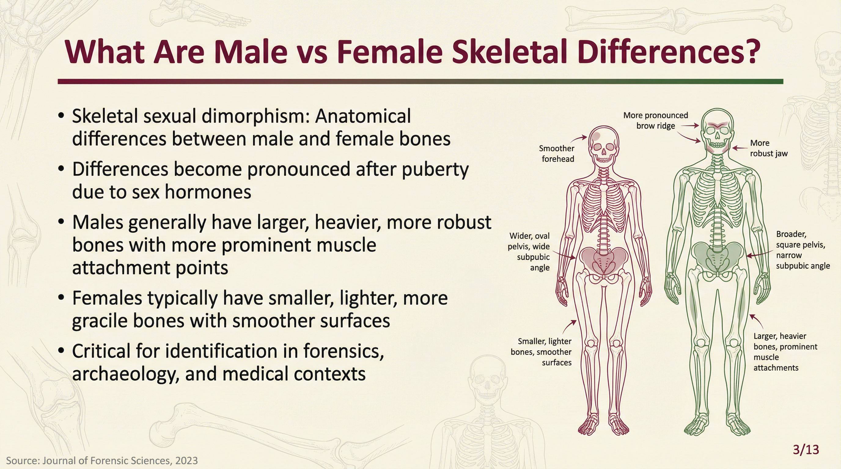 Male And Female Skeleton System