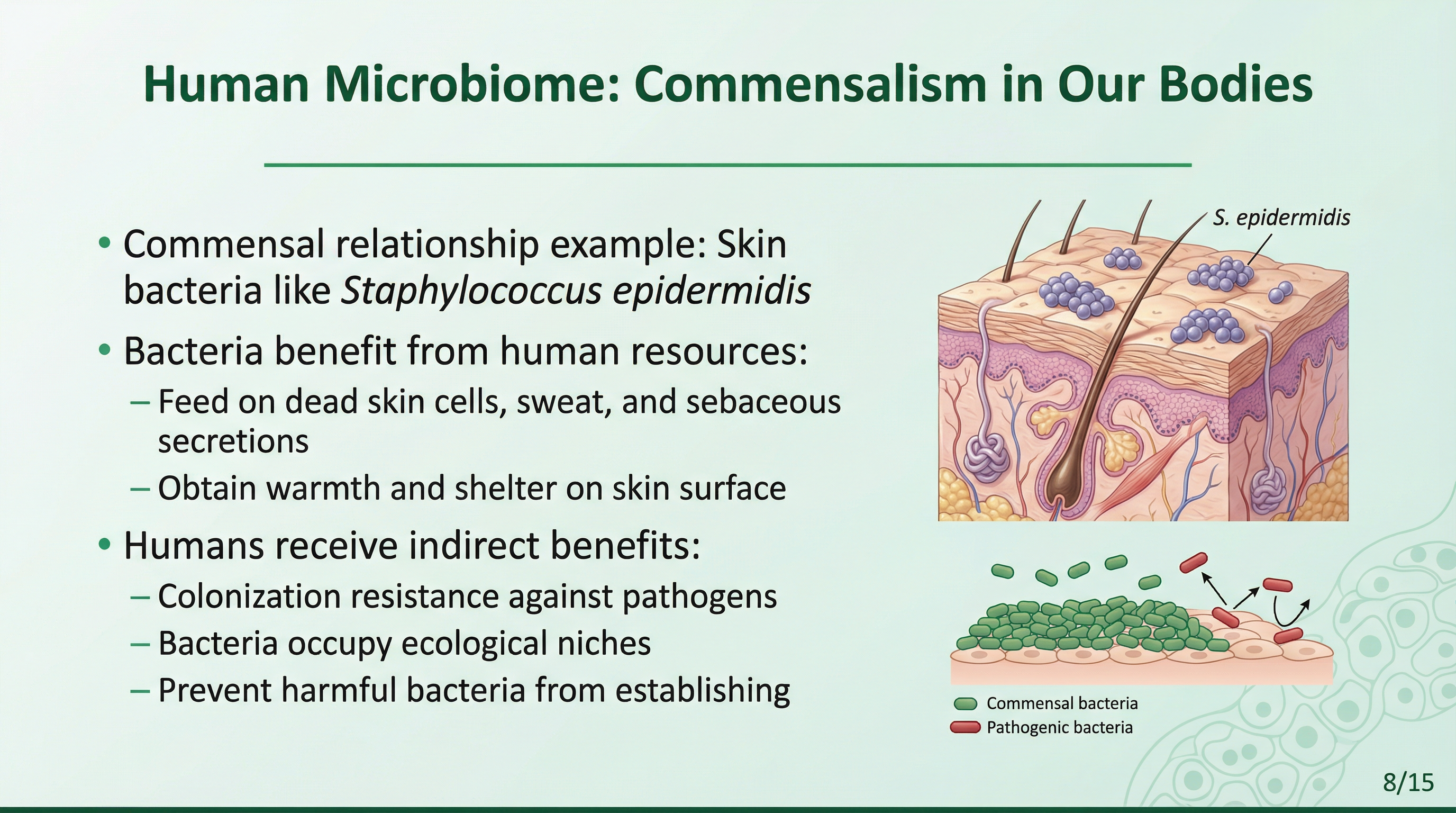 Examples Of Commensalism In Humans