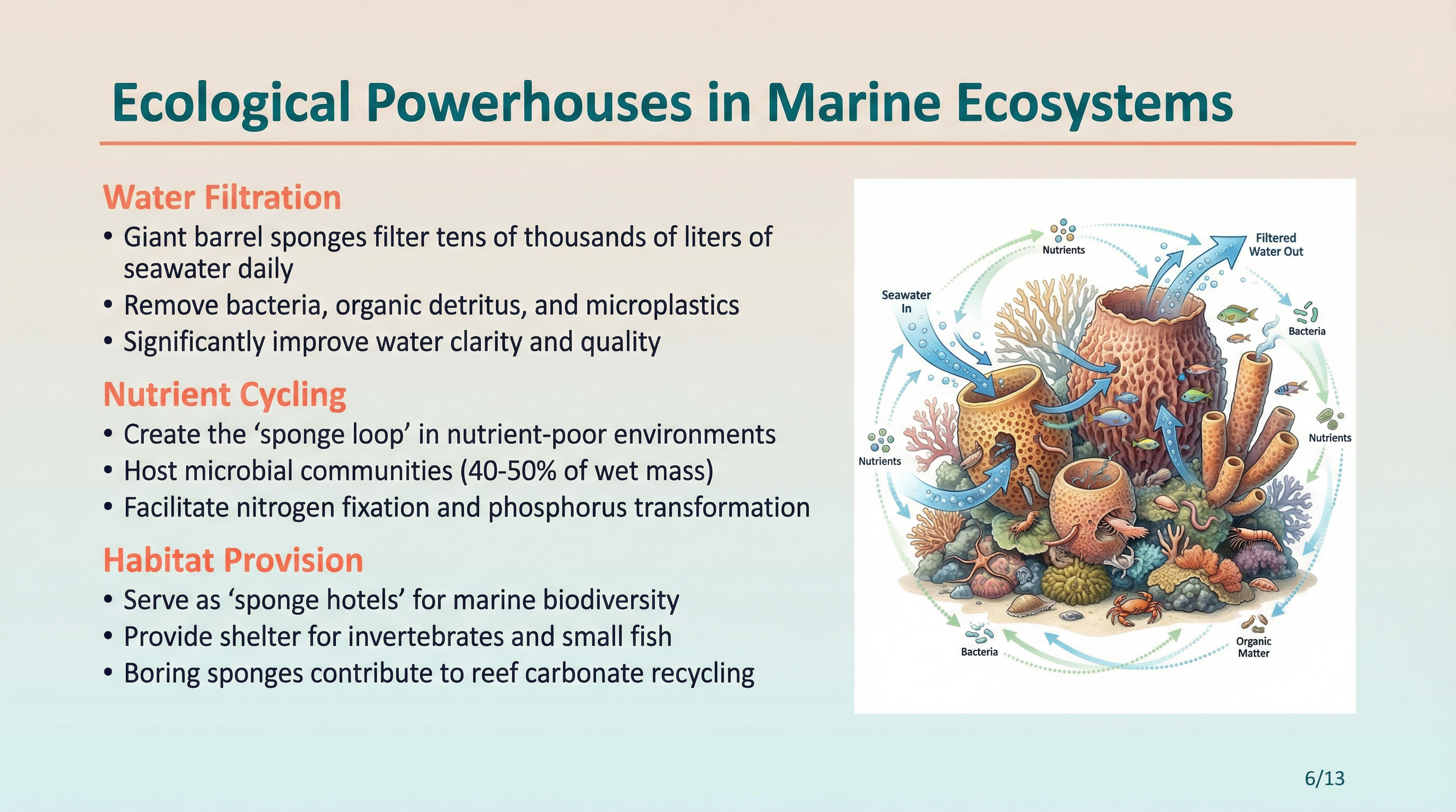Marine Ecosystems Ppt