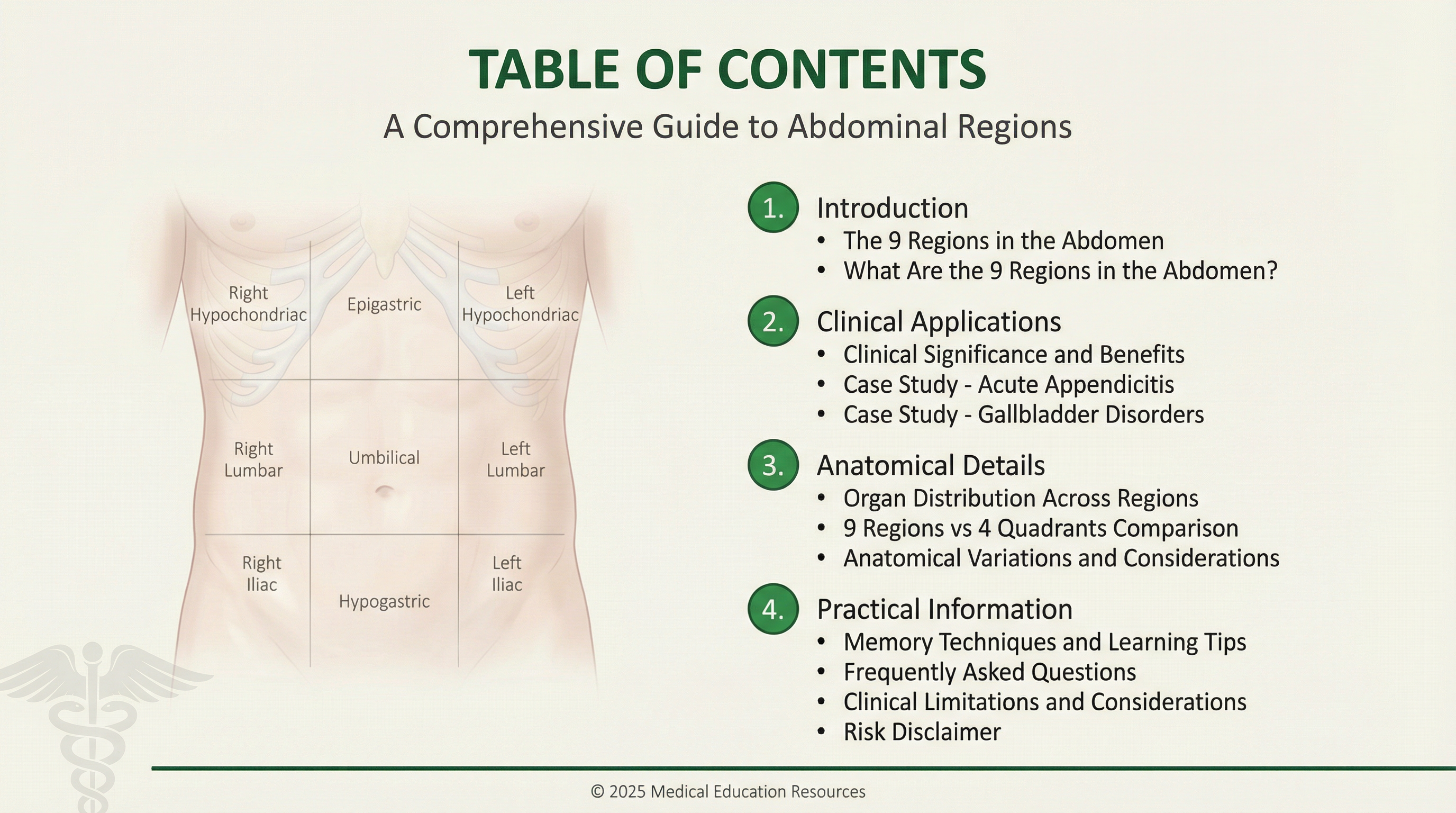 9 Quadrants Of Abdomen And Organs