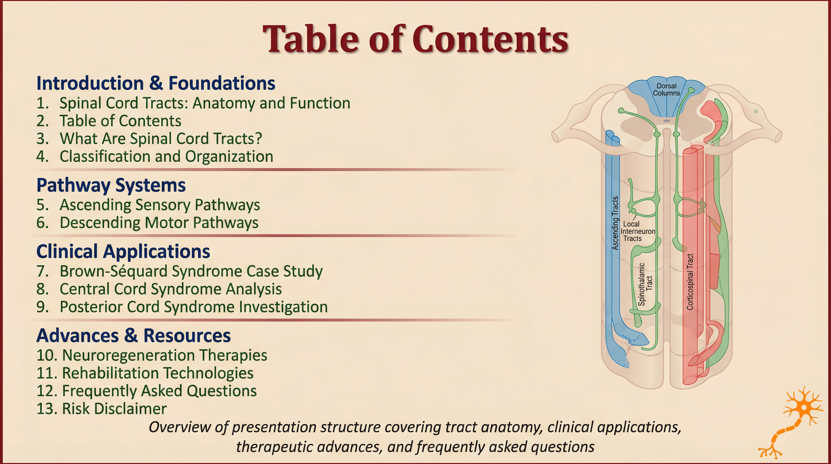 Spinal Tracts And Their Functions