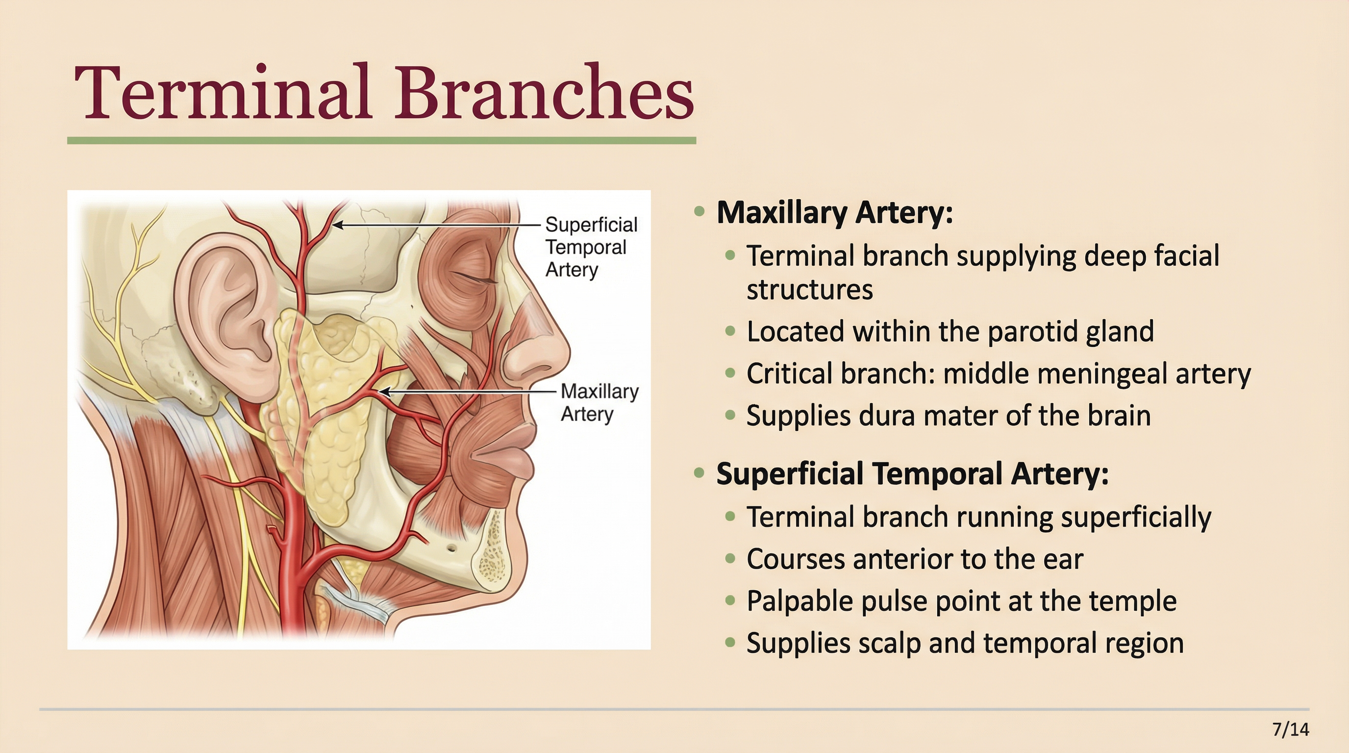 Branches Of External Carotid Artery In Parotid Gland
